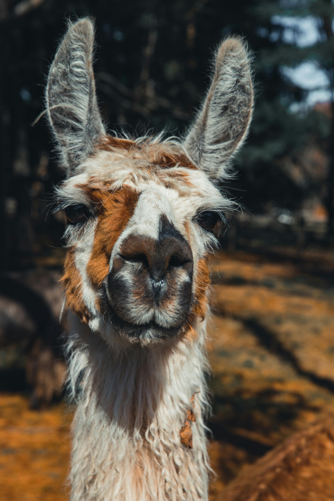 Ecuadorian Wool - Premium Handmade Alpaca Blankets from Otavalo
